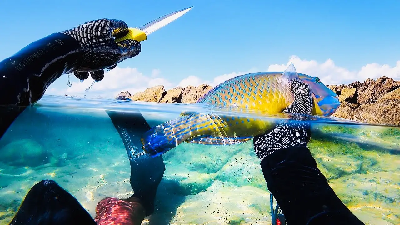 Rokkit Kit: Things You Need To Know About Him – TEOSGEAR